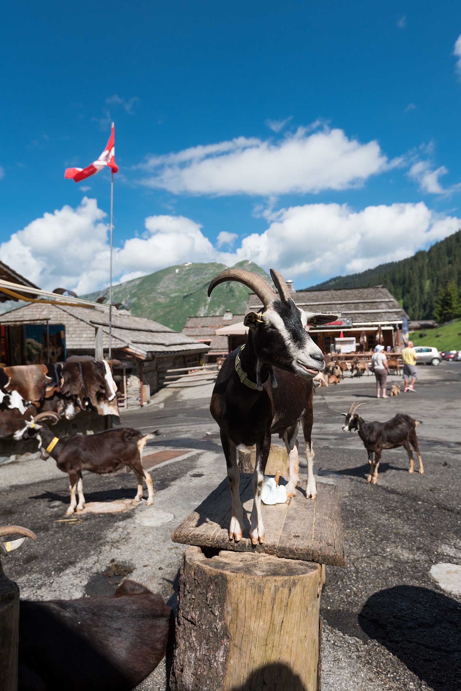 Galerie Photo - - Vallée d'Aulps
