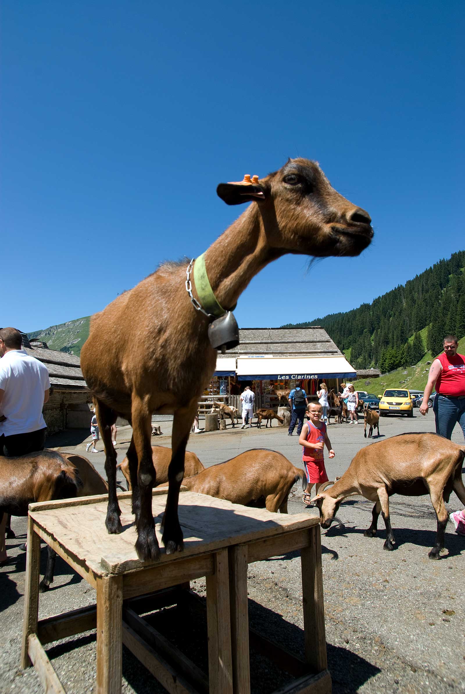 Galerie Photo - - Vallée d'Aulps