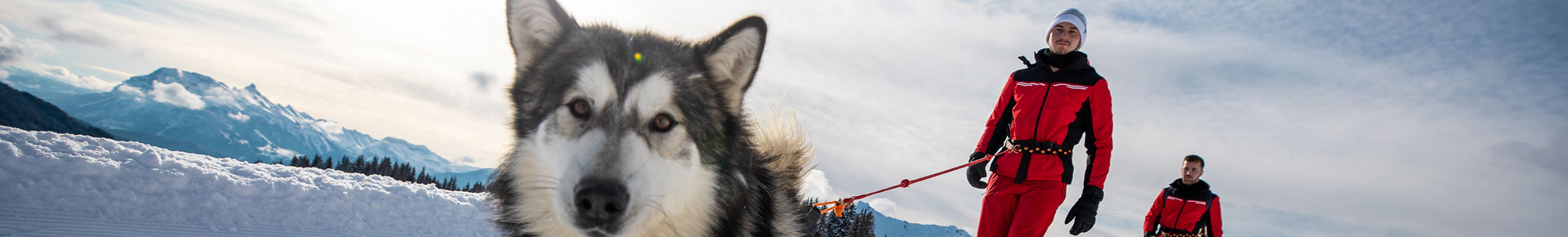 Cani-rando - Sortie cani-rando - Les Gets | Vallée d'Aulps