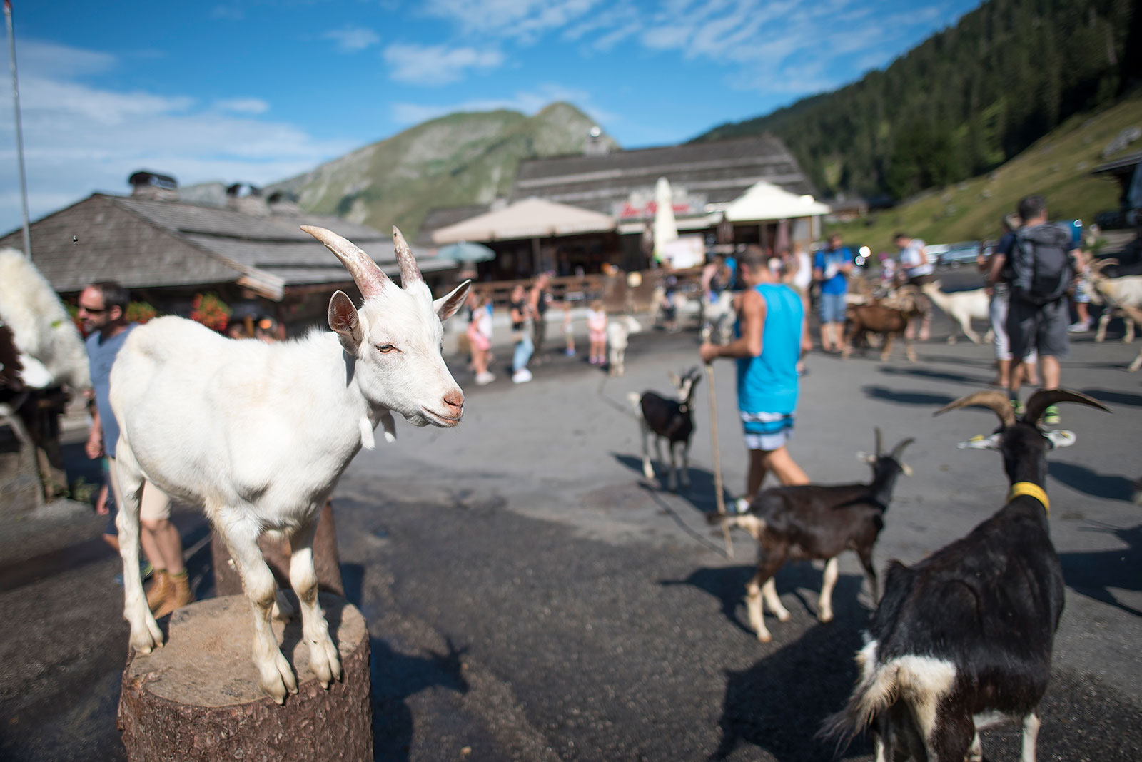 Village des chèvres Haute-Savoie - Les lindarets | Vallée d'Aulps