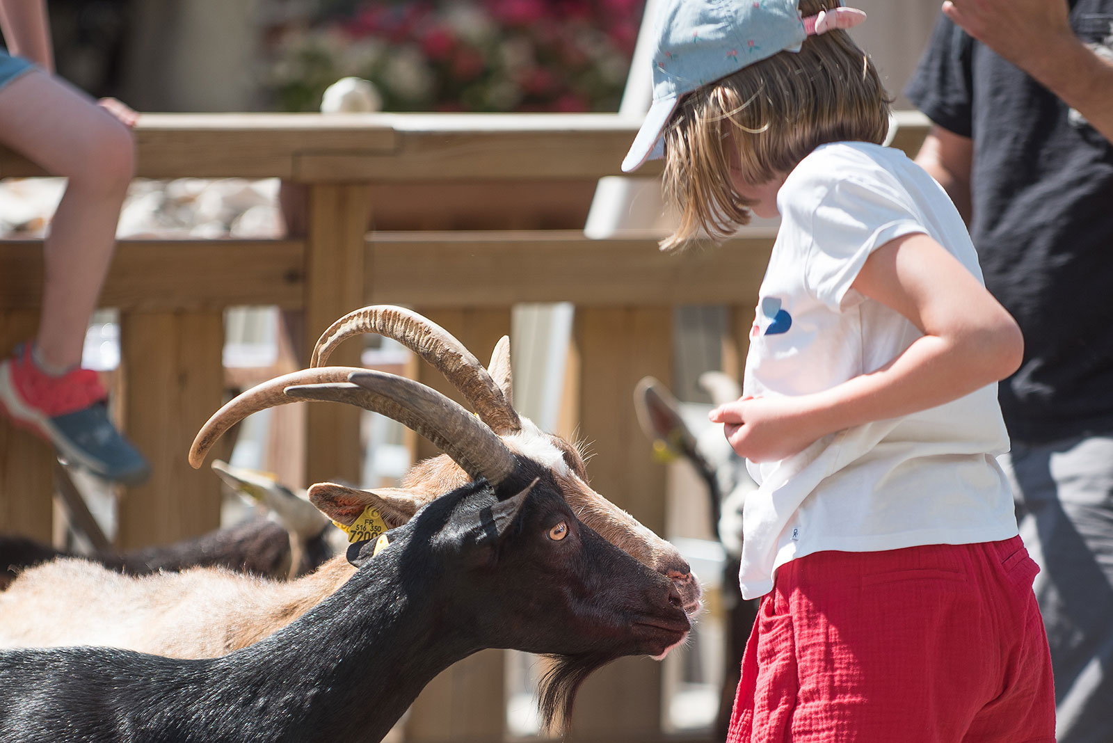 Village des chèvres Haute-Savoie - Les lindarets | Vallée d'Aulps