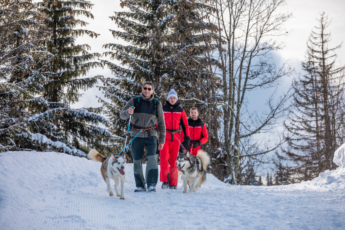 Cani-rando - Sortie cani-rando - Les Gets | Vallée d'Aulps