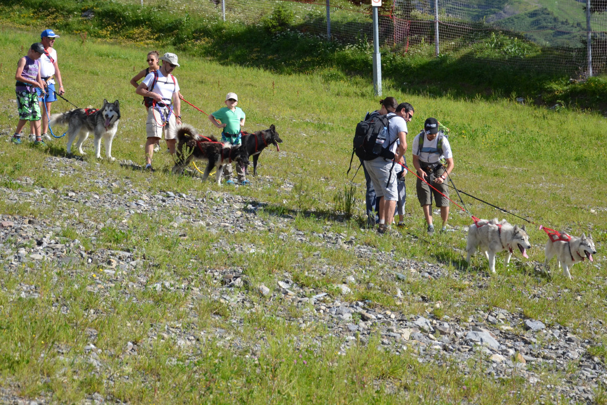 Cani-rando - Sortie cani-rando - Les Gets | Vallée d'Aulps
